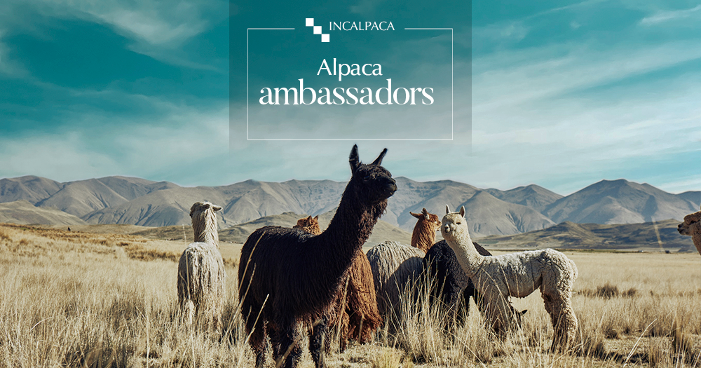 Incalpaca: Arequipa factory travels the world to promote the benefits